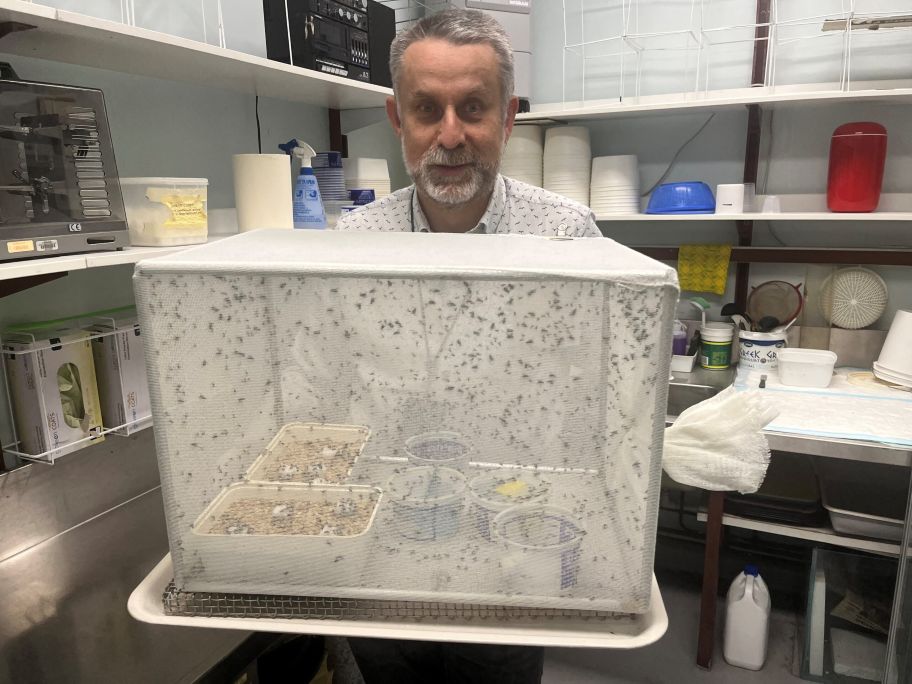 So where do Australia's medical maggots come from? Meet Dr Stephen ...